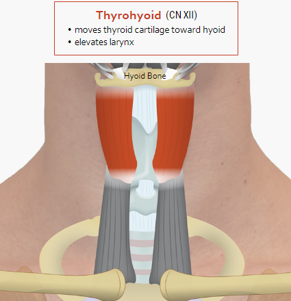 U.Br.Columbia - Drawing Thyrohyoid muscle - English labels | AnatomyTOOL
